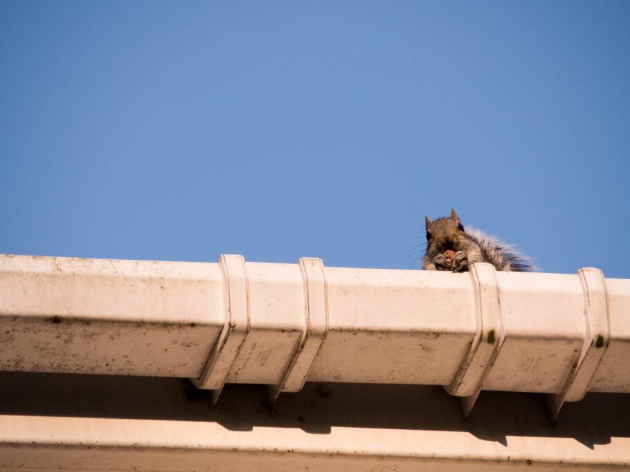 9 Animals That Love to Live in Attics (And How to Get Them to Move Out)