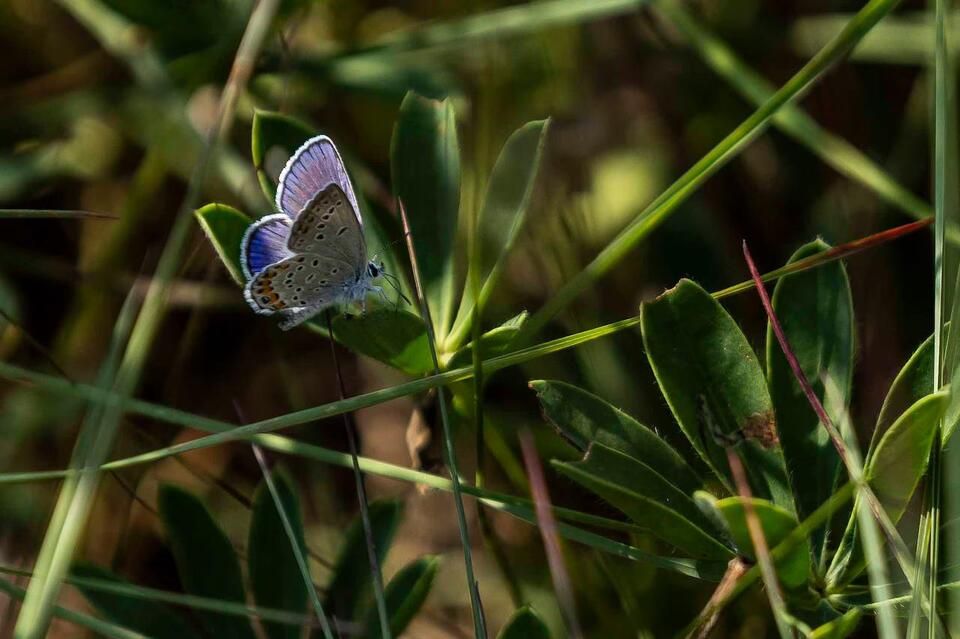 This tiny, rare, blue butterfly is making a comeback in Michigan ...