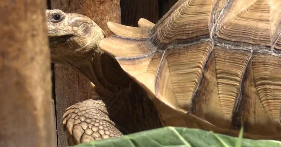 Tortoise Stolen From Home at Colorado Springs Pet Store, Found Safe ...
