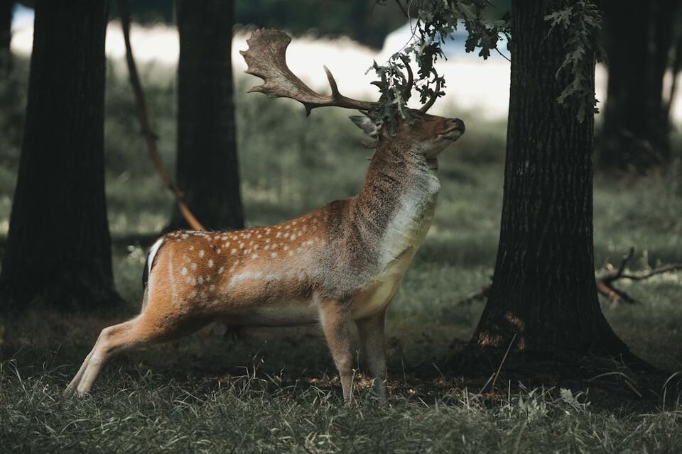 Which Zodiac Sign Embodies the Grace and Agility of the Deer? - NewsBreak