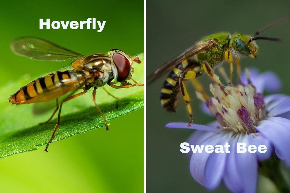 Hoverfly Vs Sweat Bee Newsbreak