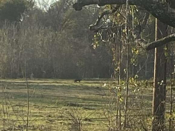 Black panthers in Texas? Expert debunks recent sighting