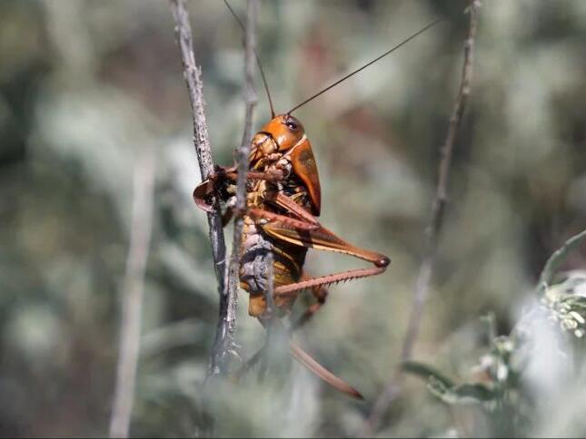 Mormon cricket 'sludge' causes crashes in Nevada