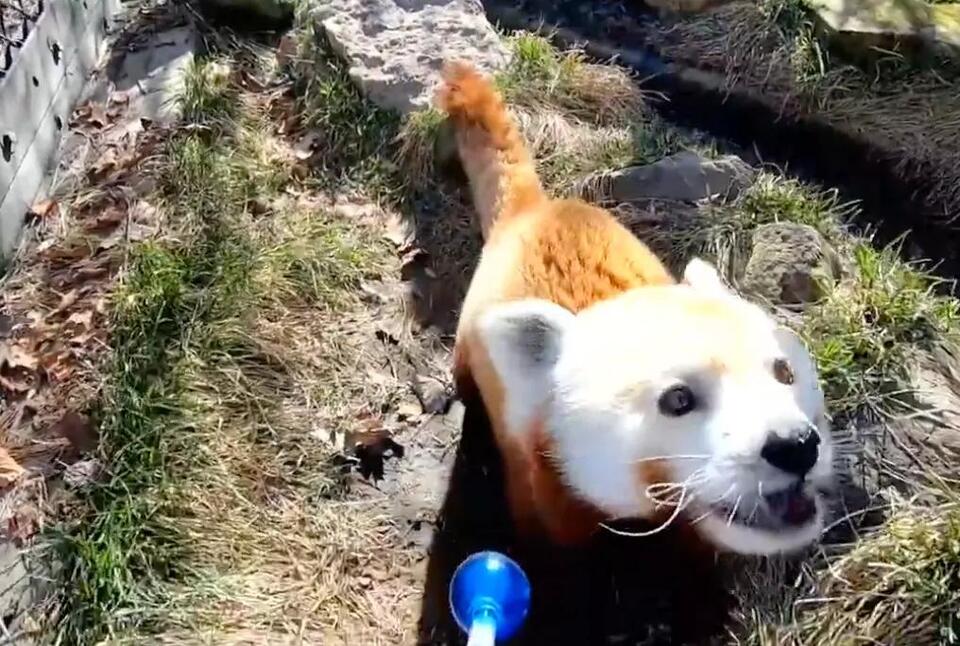 Zoo Boise To Host Major Celebration For Red Pandas This Weekend - NewsBreak