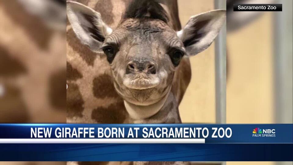 Sacramento Zoo Welcomes Baby Giraffe - NewsBreak