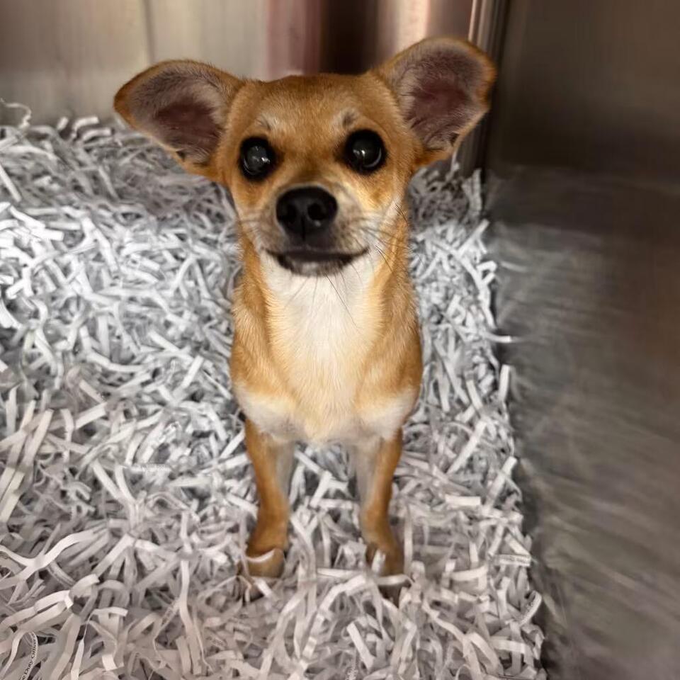 🐶 Playful Puppies and Sweet Dogs Ready for Adoption in Montgomery ...