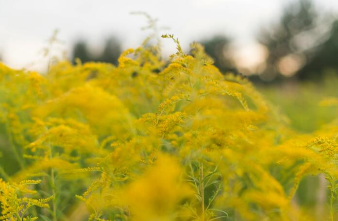Tree Pollen Season Sweeps Across South Carolina, Triggering Allergies ...