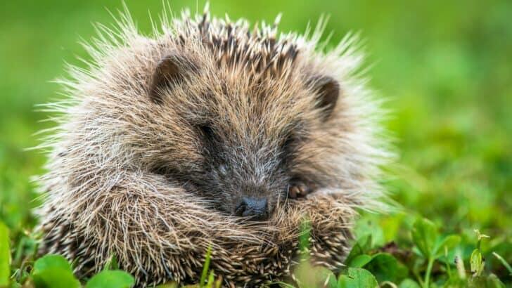 12 Things You Need to Know Before Getting a Pet Hedgehog - NewsBreak