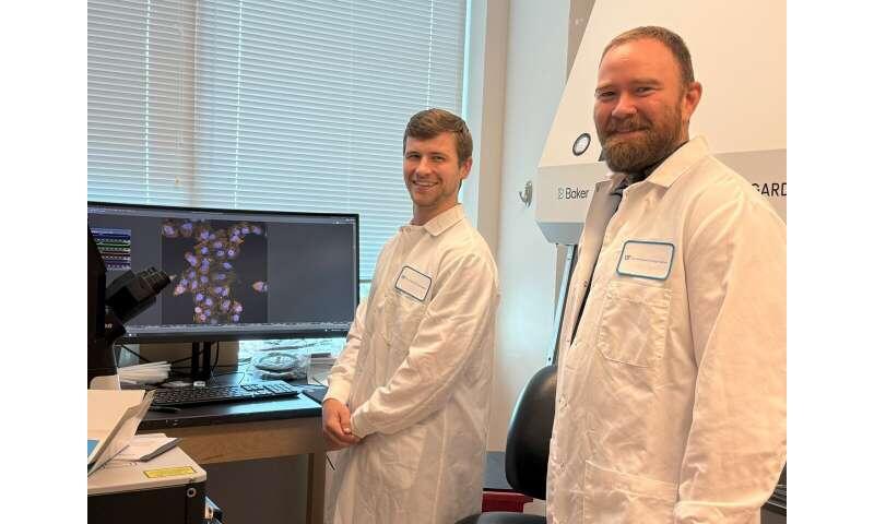 Powering down to survive viral attack: The steps cells take to thwart ...