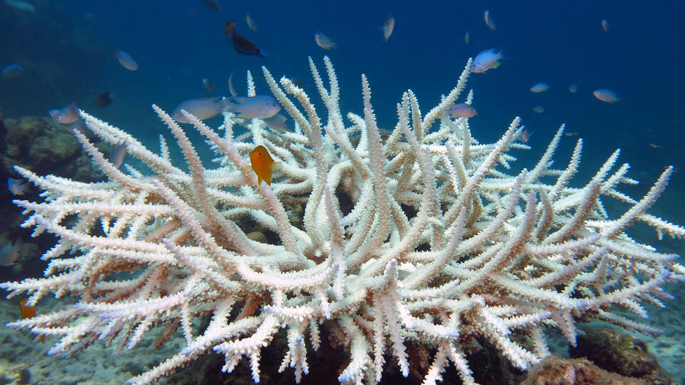 The Caribbean Coral Crisis: How Disease Is Sweeping Through Fragile ...