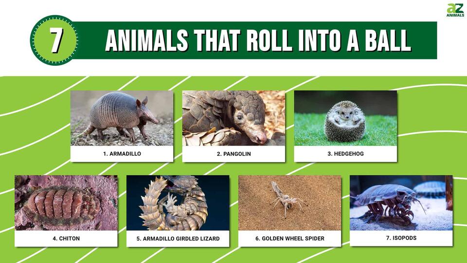 On a Roll: 7 Animals That Curl Up - NewsBreak