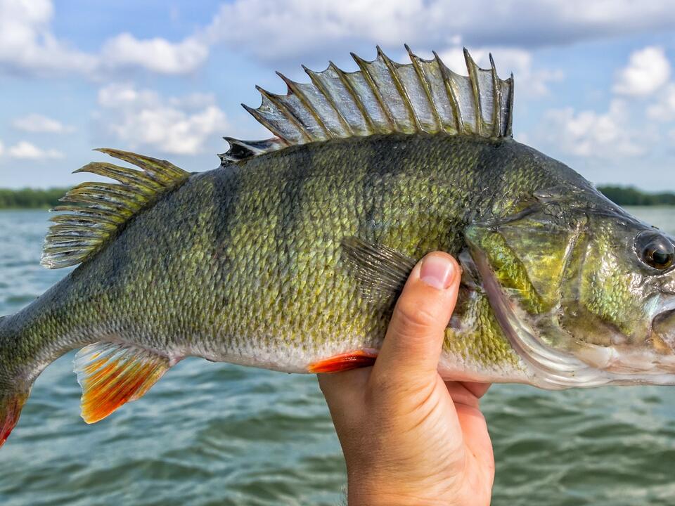 Missouri Man Breaks Perch Fishing Record After Joking About It
