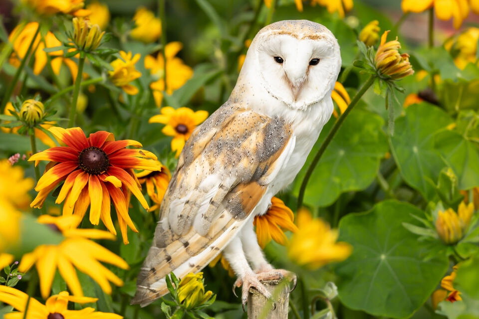 10 Creatures Protected By Law In Illinois That You Shouldn’t Remove ...