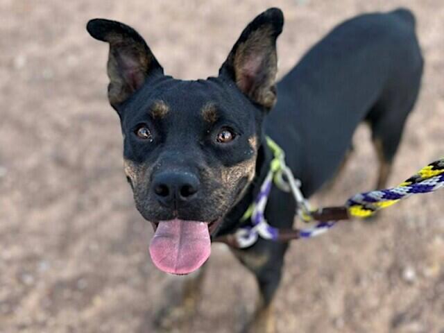 Pima Animal Care Center to open eastside adoption center - NewsBreak