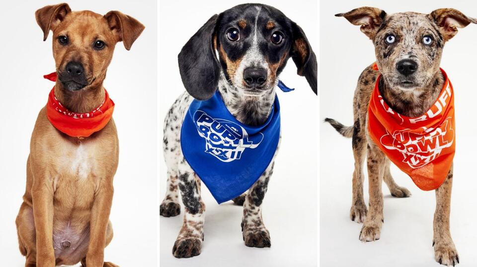 Meet Team Ruff & Team Fluff of the 2026 Puppy Bowl (PHOTOS) - NewsBreak