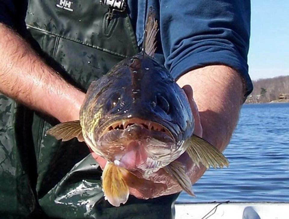 FINAL RESULTS:143.15 pounds takes first place at Tiber Walleye ...