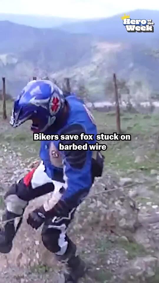 HERO OF THE WEEK Bikers Save Fox Stuck on Barbed Wire YTS V02mp4 ...