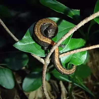 Red-backed salamander is the District's official amphibian - NewsBreak