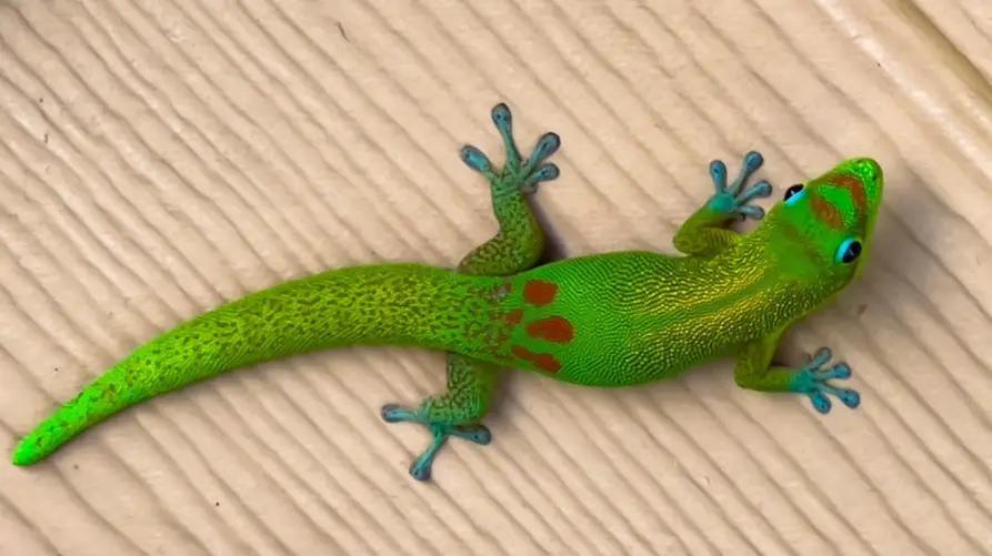 10 Types of Lizards in Hawaii (With Pictures and Identification ...