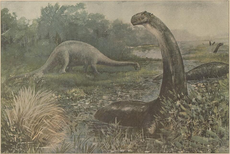 How Fossils Can Fool Us Mistakes and Misinterpretations in Paleontology ...