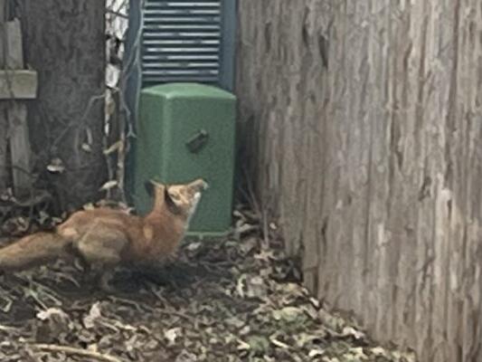 Fox in Lincoln Tests Positive for Rabies