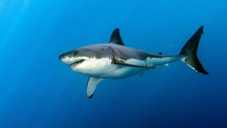 Heart-Stopping Footage of Massive Great White Shark Attack - NewsBreak