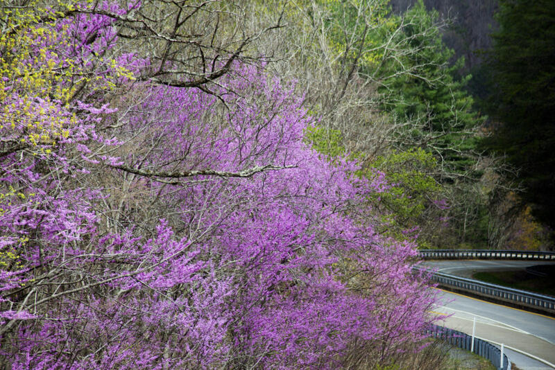 Weekend reads: UNC drops DEI, autopsy results obscured, and Cooper’s ...