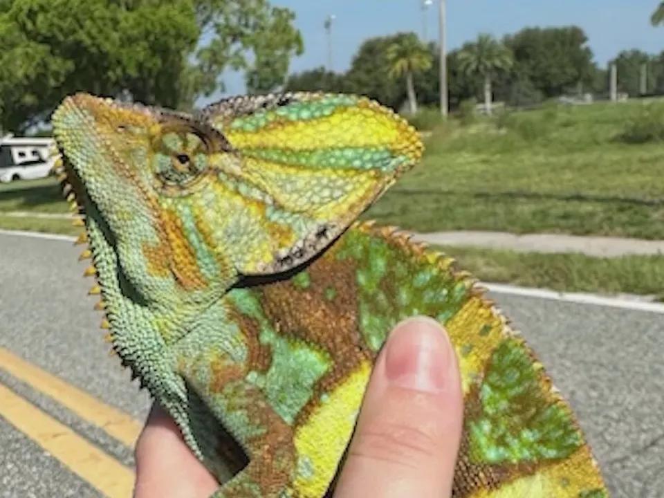 Invasive chameleon clans growing in Florida