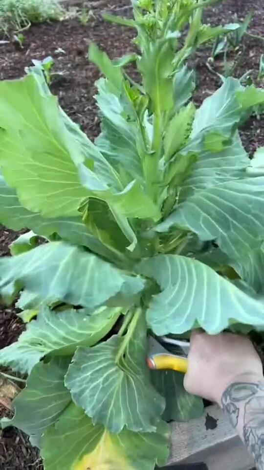 Bolted cabbage for the chickens #garden #chickens #organic # ...