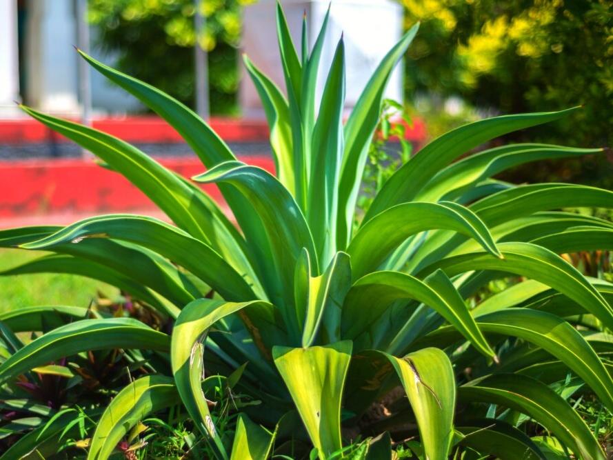 13 Agave Varieties for Your Indoor or Outdoor Garden