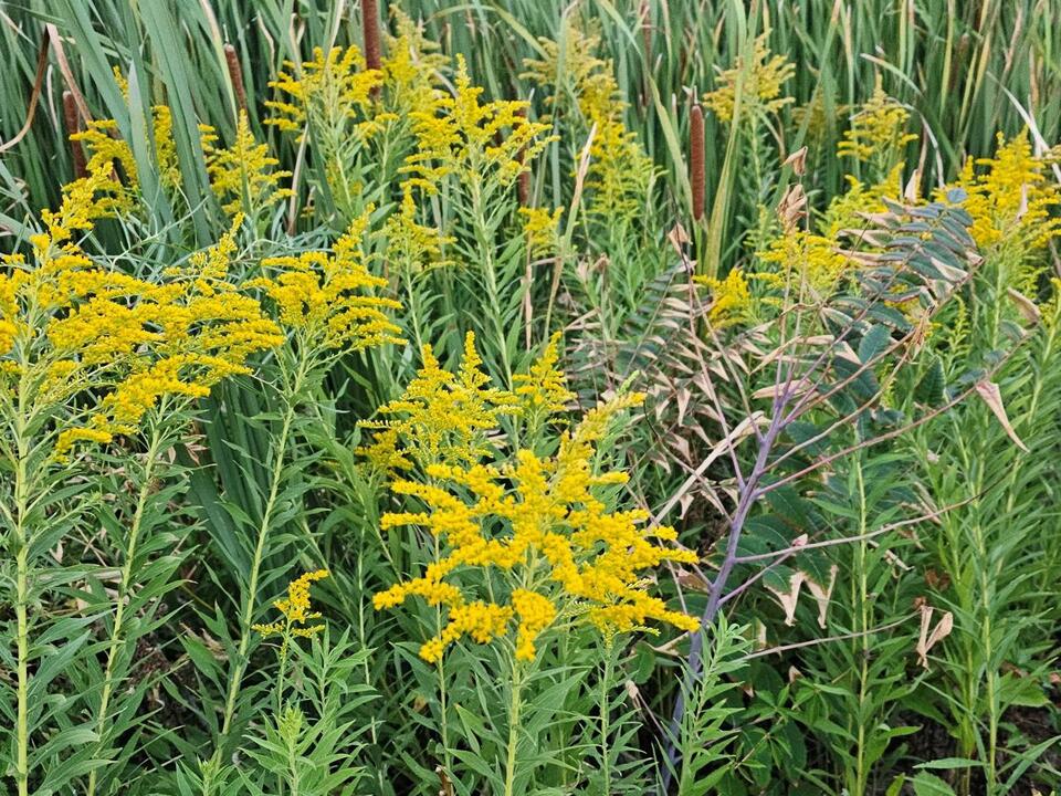 Surviving Ragweed Season: 6 Tips for Allergy Relief