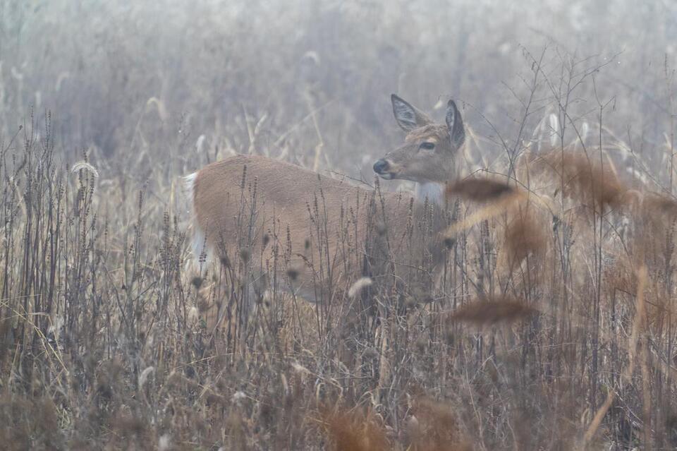 Extended antlerless deer hunting season begins today - NewsBreak