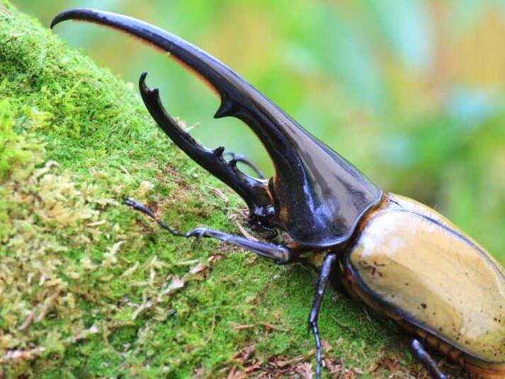 The 10 Largest Insects in the World and Where You Might Encounter Them