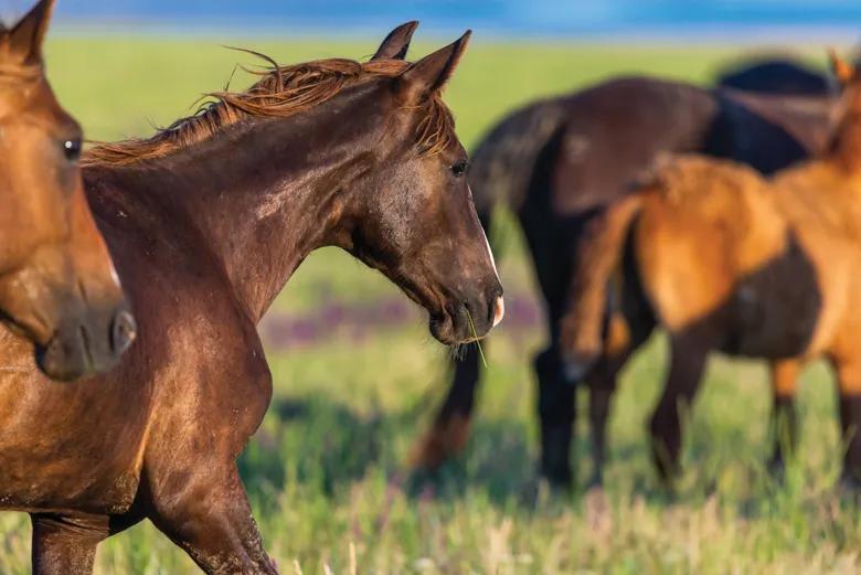 Equine Cancer: Things You Might Not Know - NewsBreak