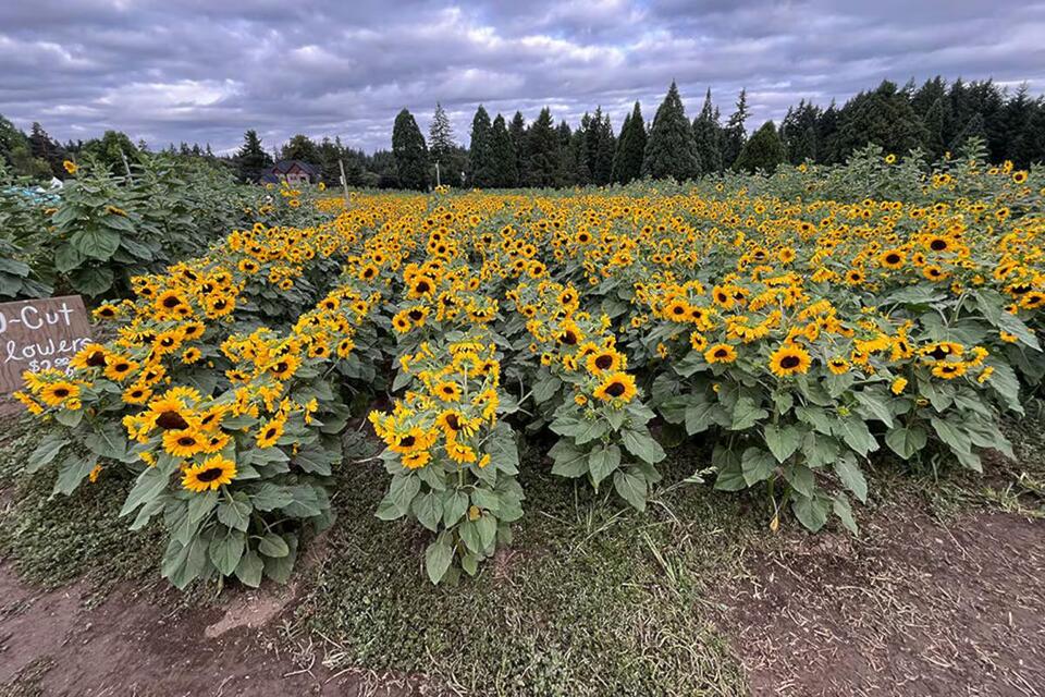 On the Go with Ayo at Lee Farms Sunflower Festival - NewsBreak