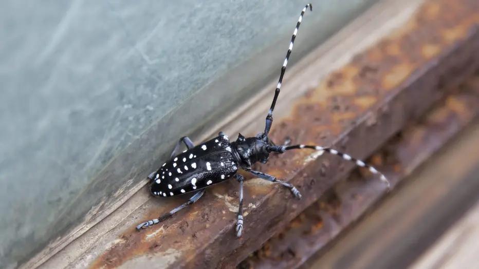 The 10 invasive land-living species of greatest concern for New York ...