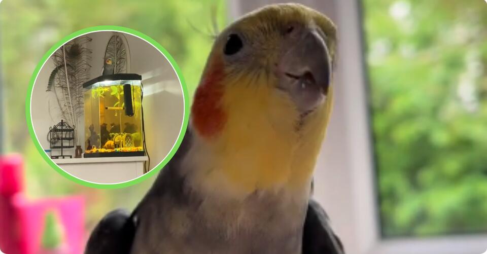 Video Shows Cockatiel Singing “September” By Earth, Wind & Fire With ...