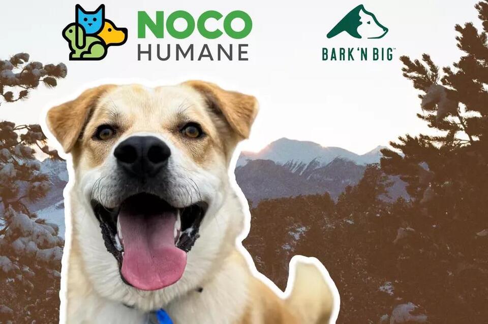 Meet Kix: Our NOCO Humane Pet of the Week - NewsBreak