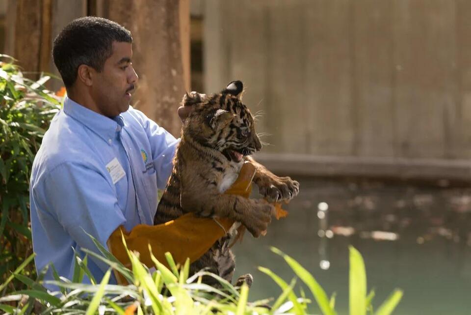 How Animal Behavior Research at Zoos Helps Conservation in the Wild ...