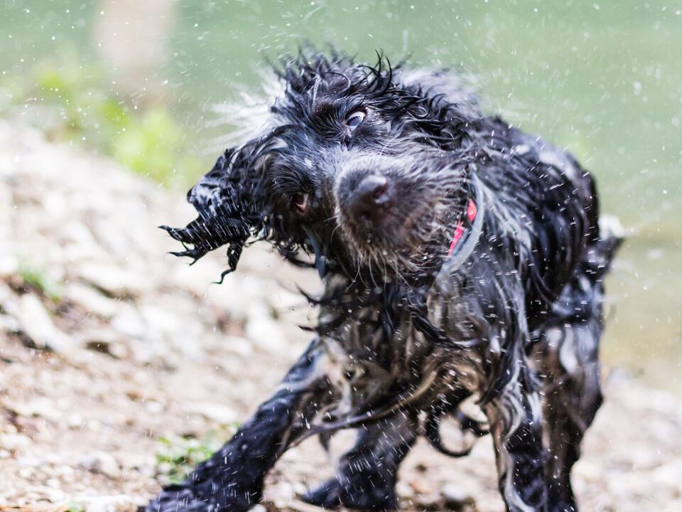 Deadly dog parasite found in Southern California in a 1st