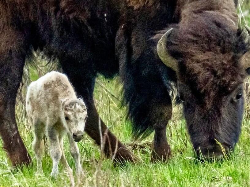 Extremely rare white bison calf spotted in Yellowstone National Park