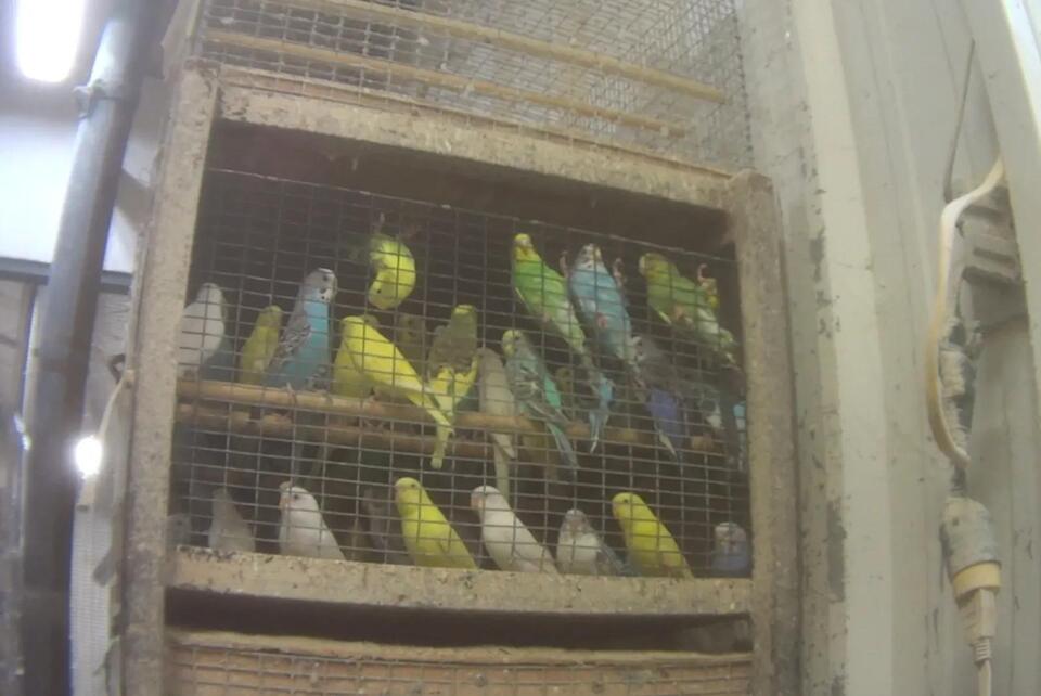 Those cute talking parrots on TikTok? A new investigation reveals the ...