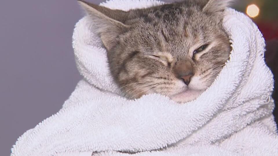 Holiday pet gifts: Why animal experts say some furry friends shouldn’t ...