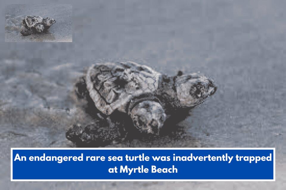 An endangered rare sea turtle was inadvertently trapped at Myrtle Beach ...