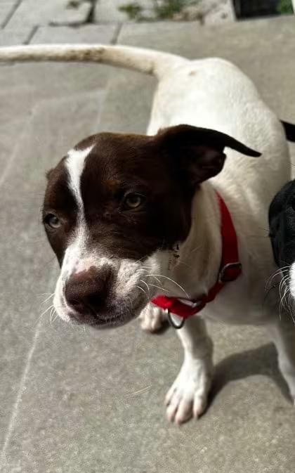 🐶 Playful Puppies & Loving Adult Dogs Ready for Adoption in North ...
