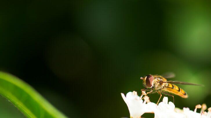 The Smallest Insect in the World – Almost Invisible to the Naked Eye ...