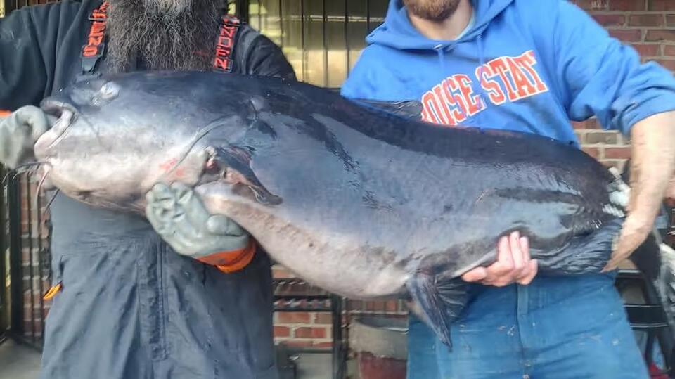 100-pound blue catfish caught in Cape Fear River - NewsBreak