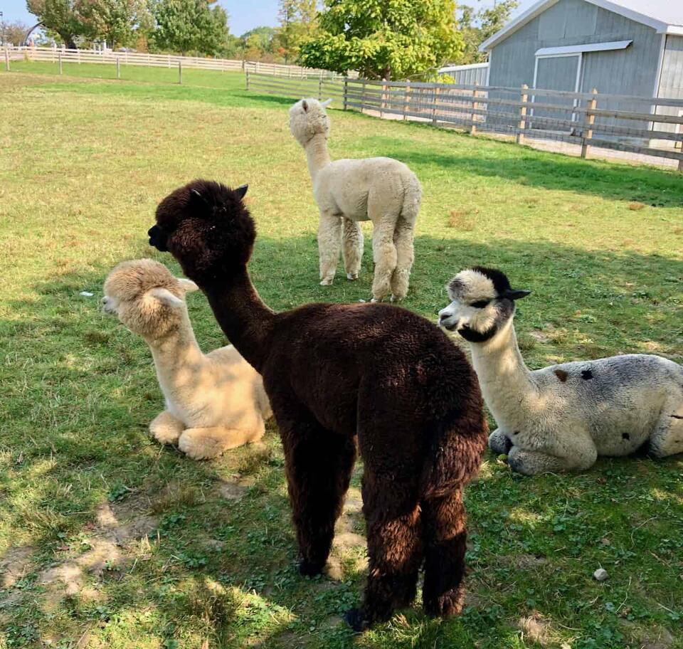 Alpaca Introduces 24/5 Trades for Trading API, Providing Almost Round ...