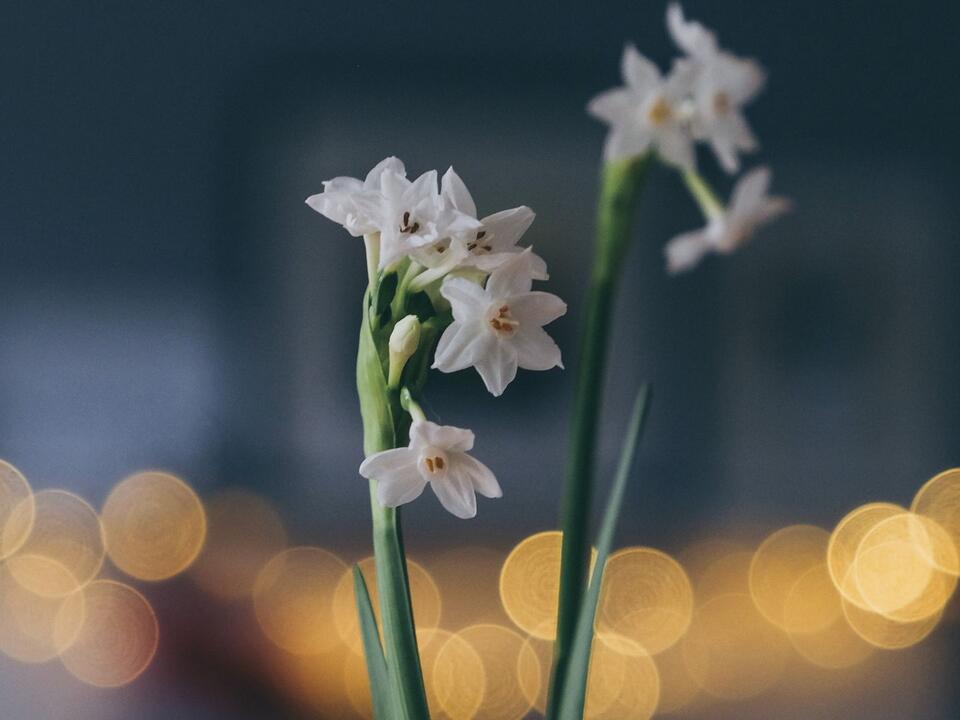 How Do I Get My Paperwhites to Bloom? 5 Simple Steps to Bring These ...
