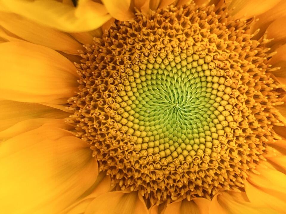 Why Does The Fibonacci Sequence Appear So Frequently In Nature?